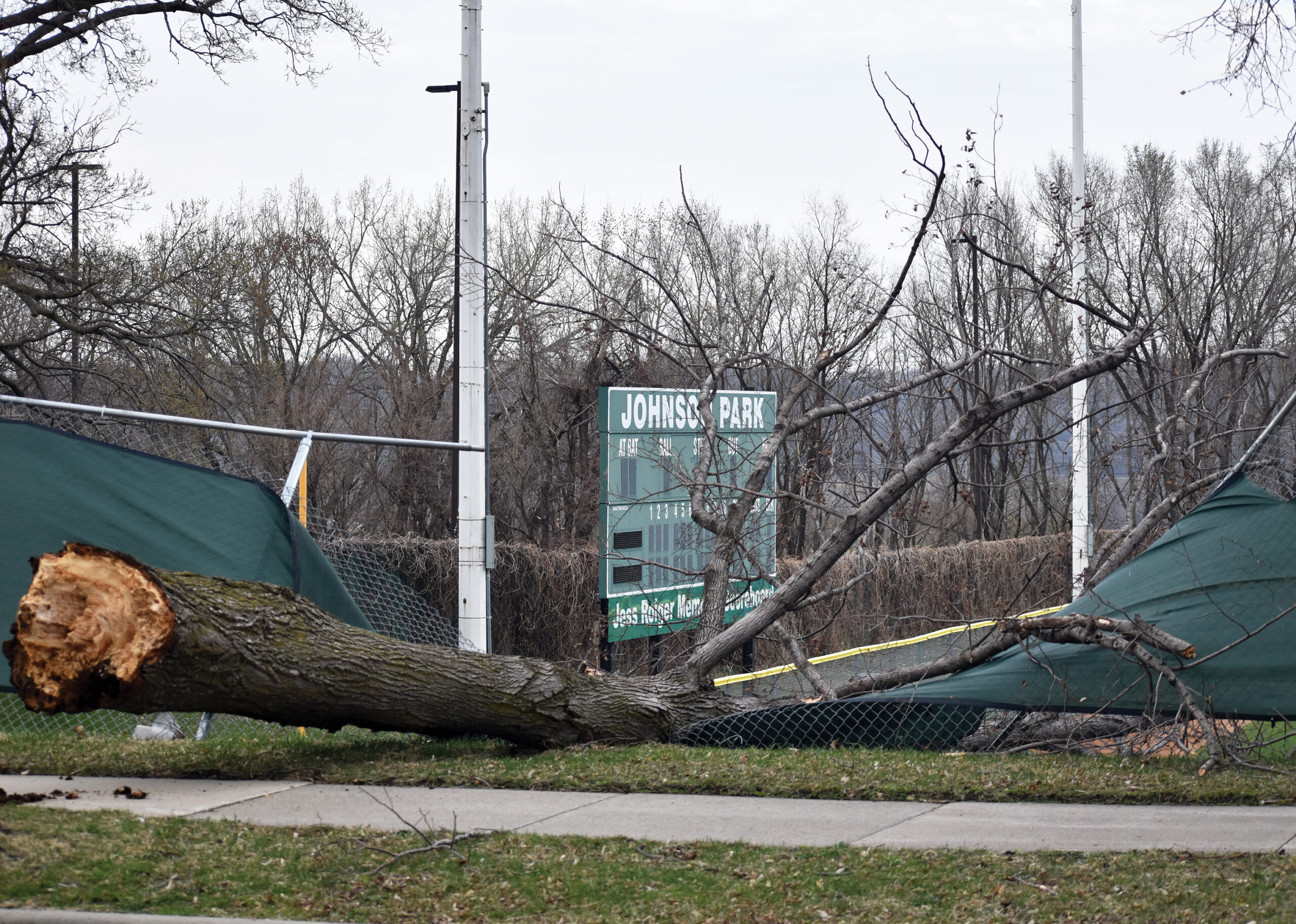 Tree crashes into Johnson Park | News, Sports, Jobs - The Journal